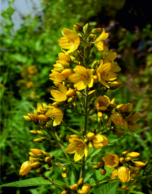 Vrbina obecná – Lysimachia vulgaris | Rostliny Allada